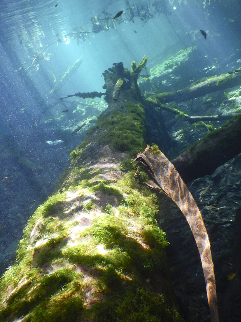 Sinker Mahogany Lumber – Hearne Hardwoods