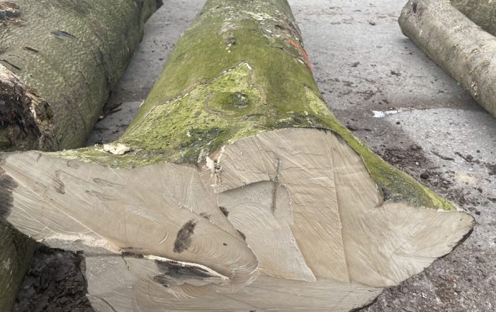 Holly Lumber – Hearne Hardwoods