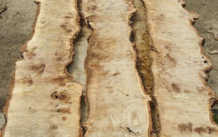 Poplar Lumber – Hearne Hardwoods