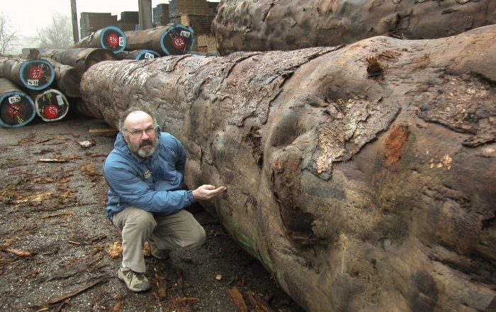Sapele Lumber – Hearne Hardwoods