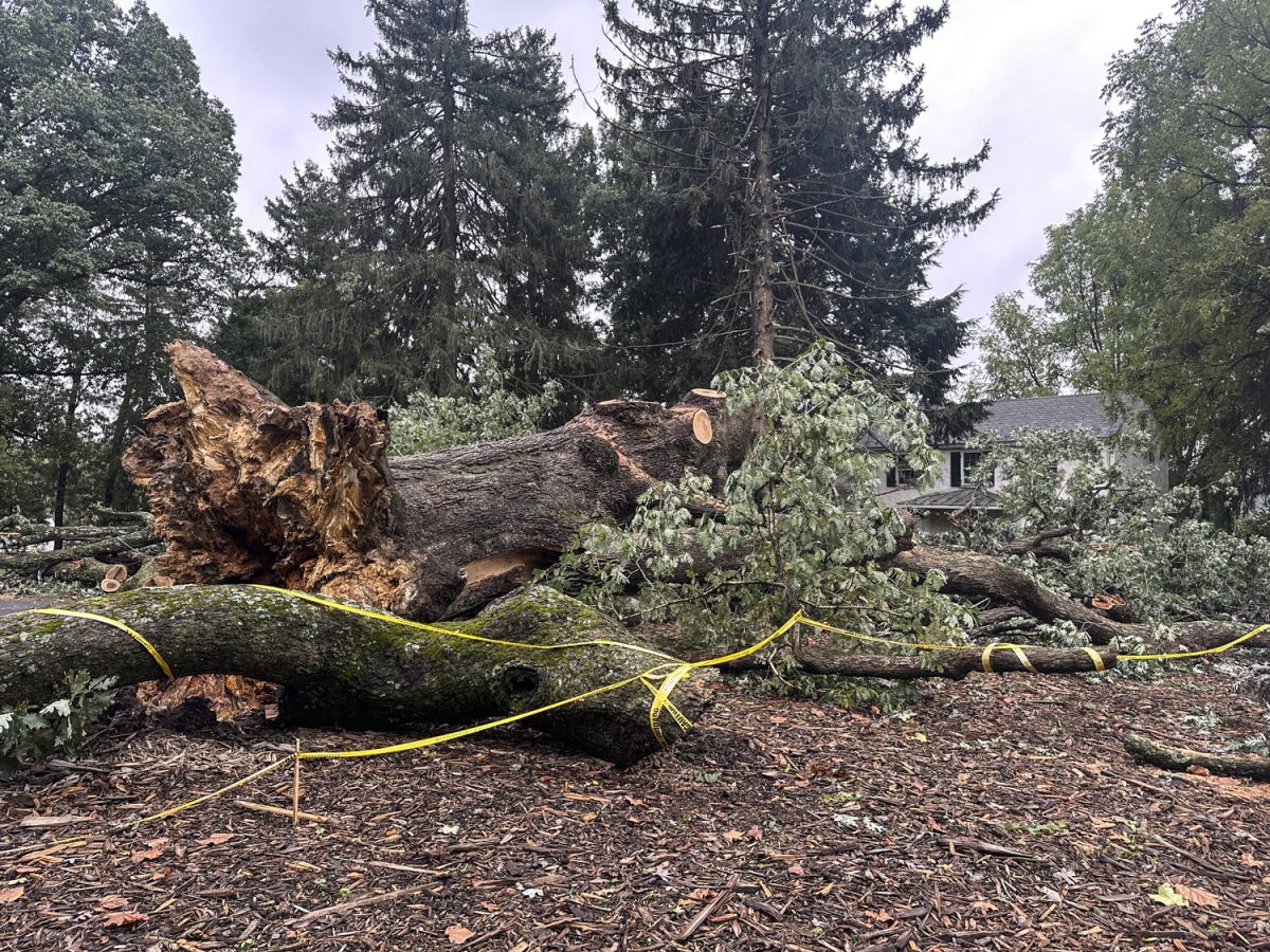 A Fallen Giant – Hearne Hardwoods